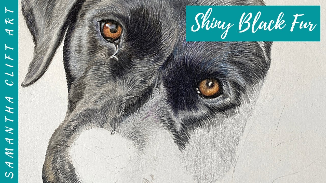 Black Labrador Drawing | HOW TO draw Shiny Black Fur - Work in Progress ...