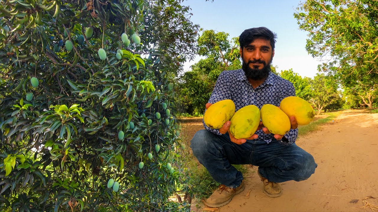 Best pakistani mango chaunsa | chaunsa aam in bahawalpur, Pakistan ...