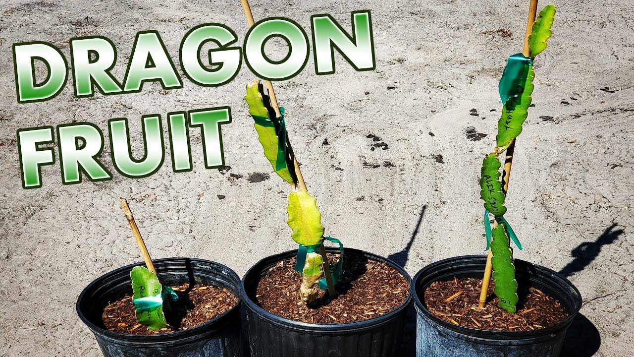 Potting New Dragon Fruit Cuttings - My Mistakes & Failures Growing ...