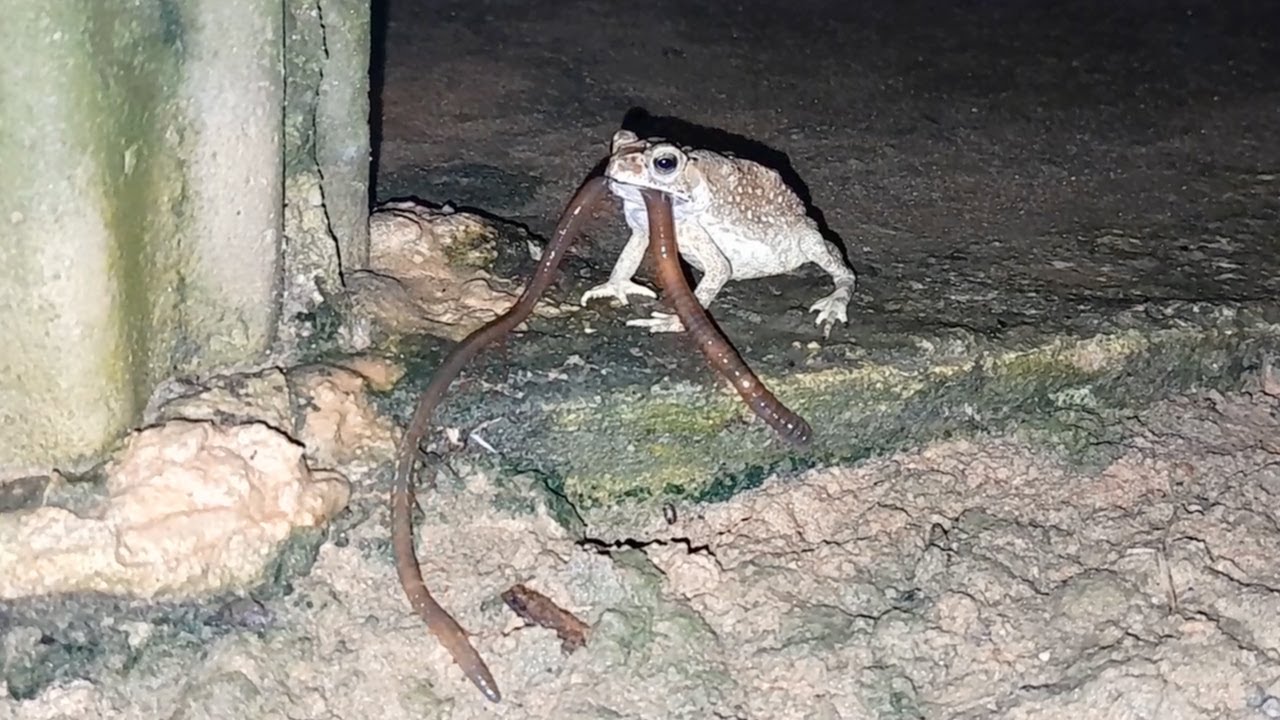 frog catching a large eels # 4 - YouTube