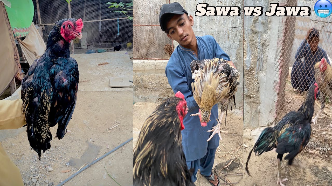 Don’t miss end 🥶 / New Sawa Murga Lea aai / high quality sawa jawa ...