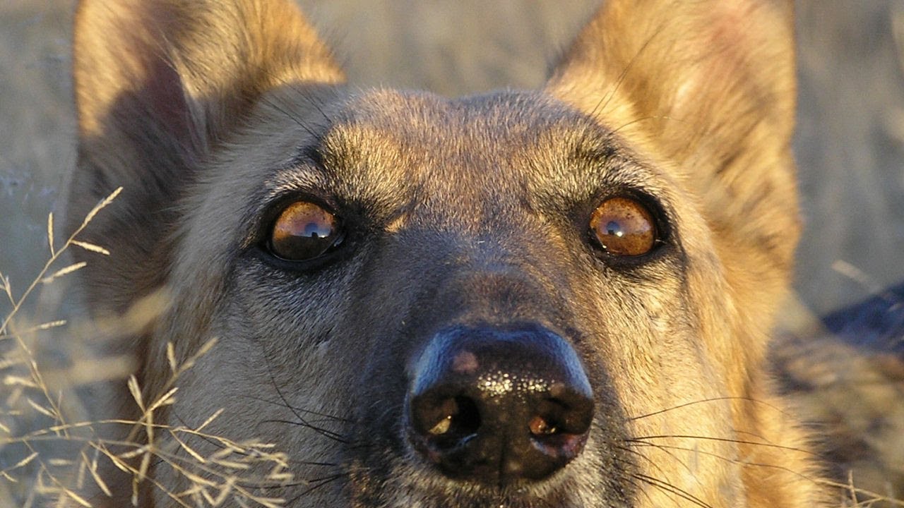 A very smart German Shepherd - YouTube