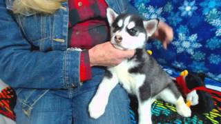 What Type Of Dog Is Demon From Snow Dogs