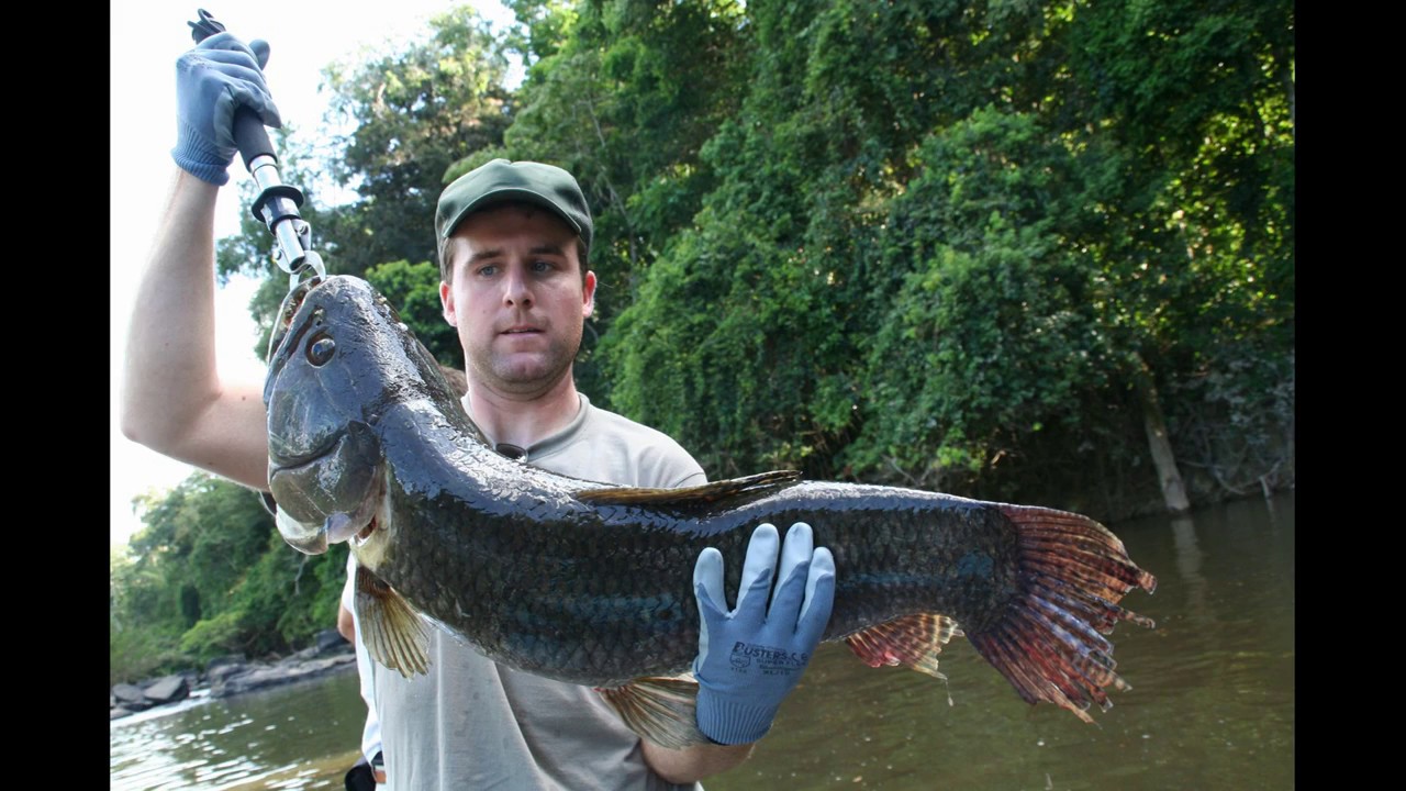 sportvissen visreis suriname - YouTube