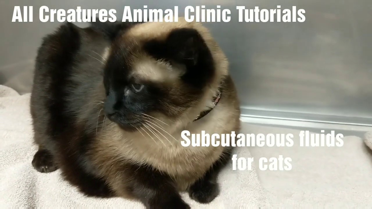 All Creatures Animal Clinic Tutorials: Subcutaneous fluids for cats ...