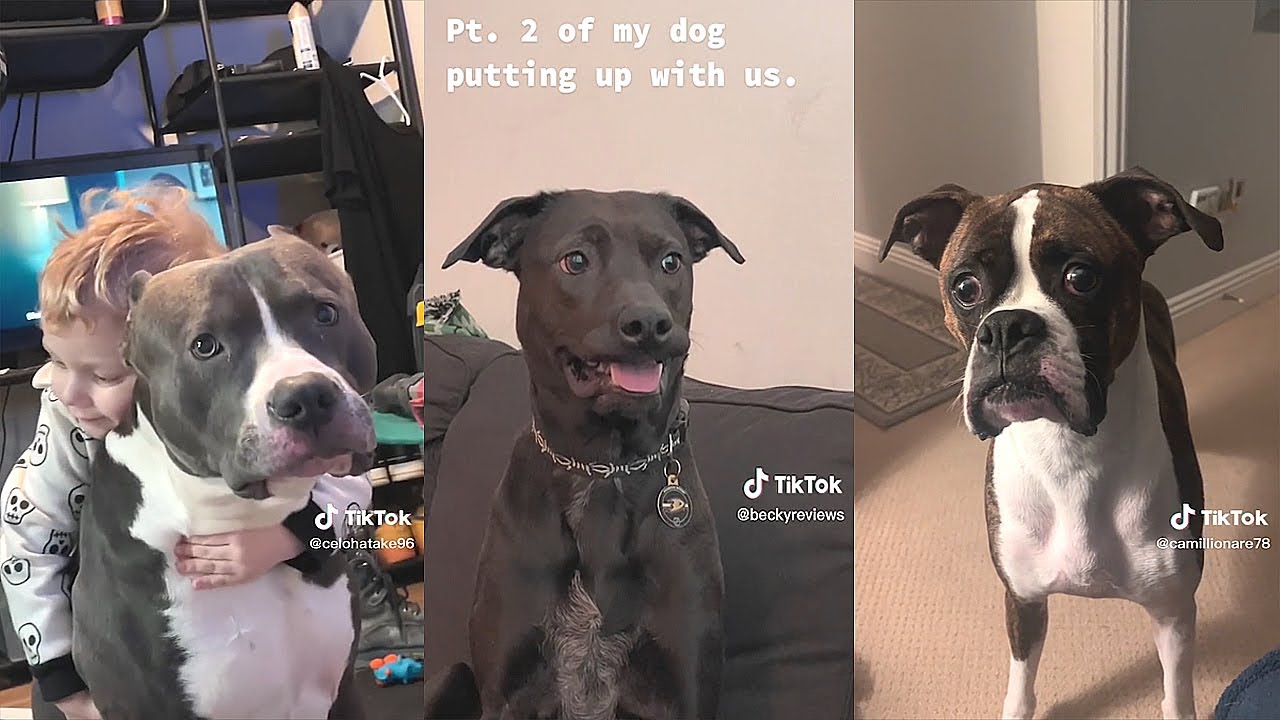 Do You Have a Smart Dog That Does Stupid Things? - YouTube