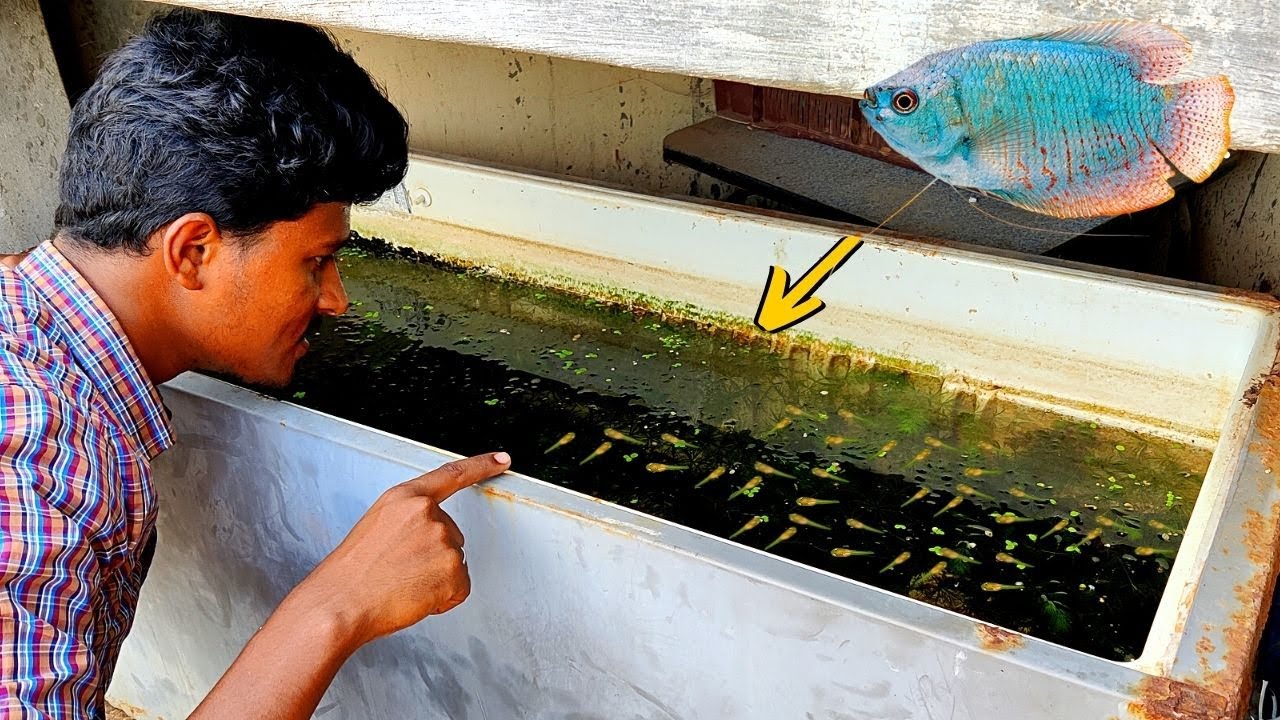 Gowra Fish 300-க்கு மேல குட்டி போட்டுருக்கு 🐠 | Gowra Fish - YouTube