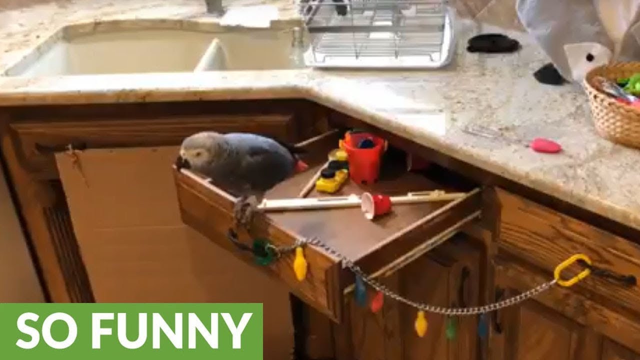 Acrobatic parrot decorates for the holidays - YouTube