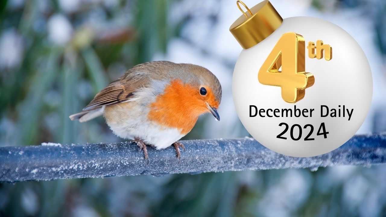 The Fascinating History of the Robin Redbreast - YouTube