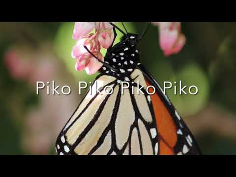 A.E.I.O.U. Piko Toro - Waiata