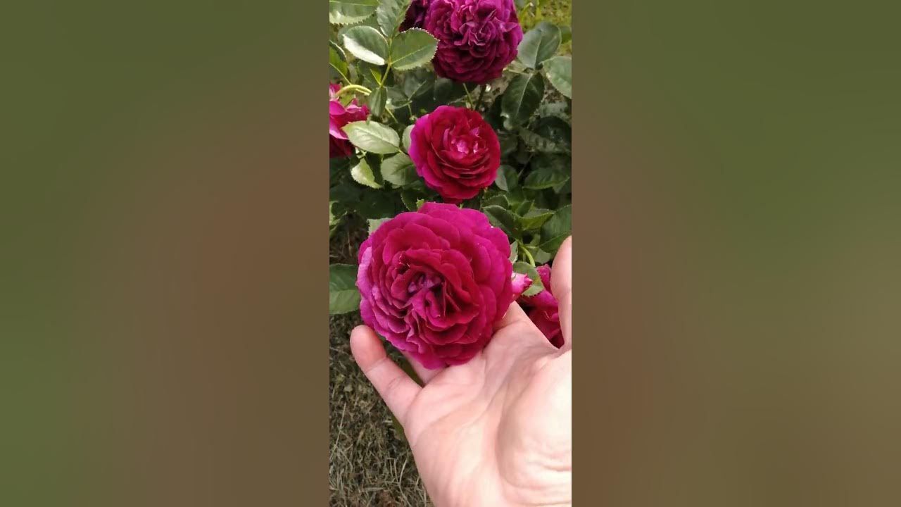Роза Твайлайт Зоун, первое цветение))) - YouTube