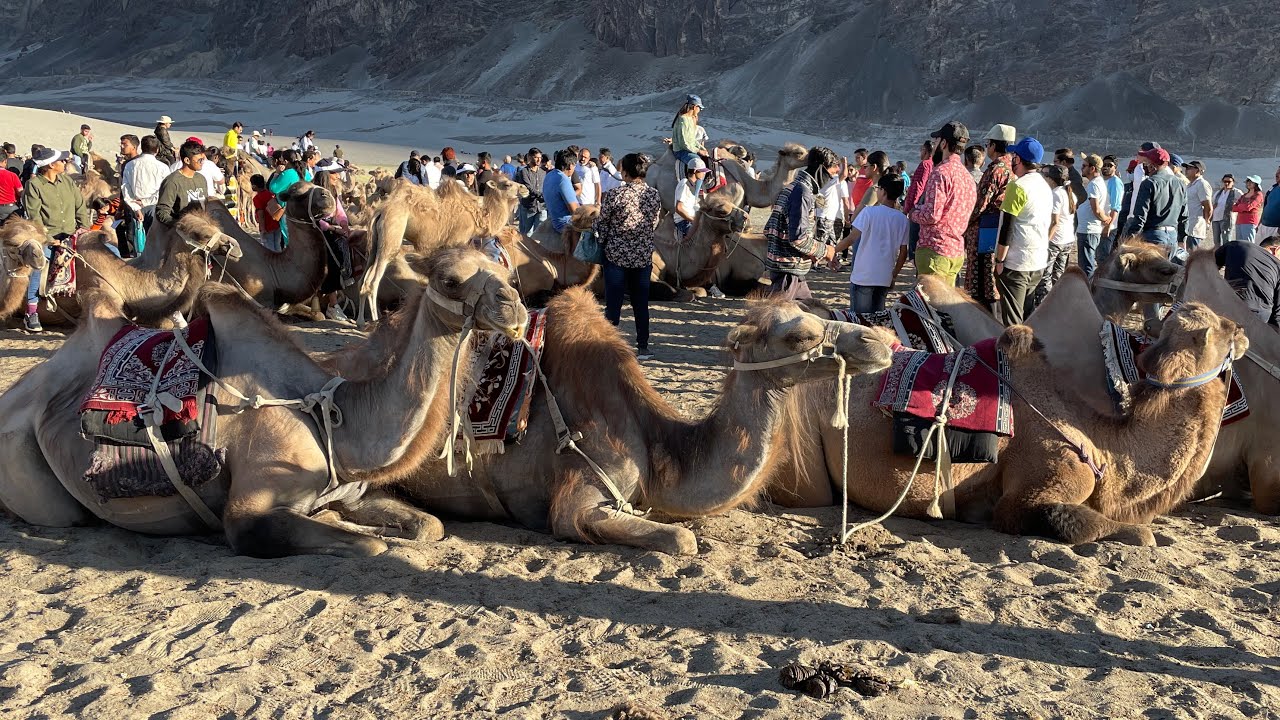 Hunder,Sand Dunes in Ladakh,Double Hump Camel 🐫 in INDIA,Diversity of ...