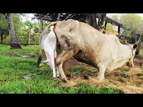 Successful Process Of Giving Birth To A Cow ( End EP )