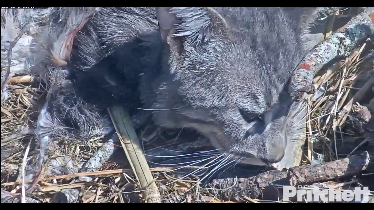 ~Southwest Florida Eagle - Cat's head in Harriet's nest and M15 ~ 15/02 ...