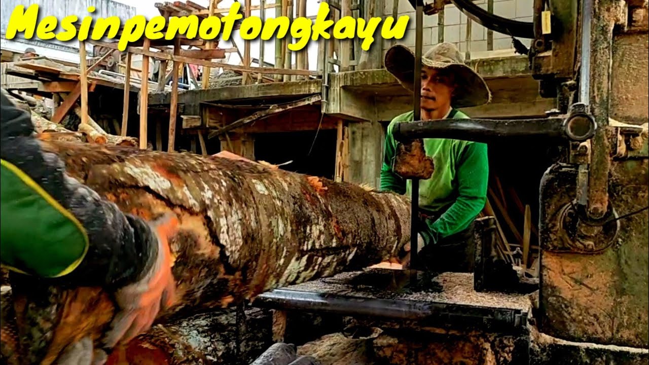 Sungguh tak terduga dikira busuk ternyata timbunan kayu sengon Tekek ...