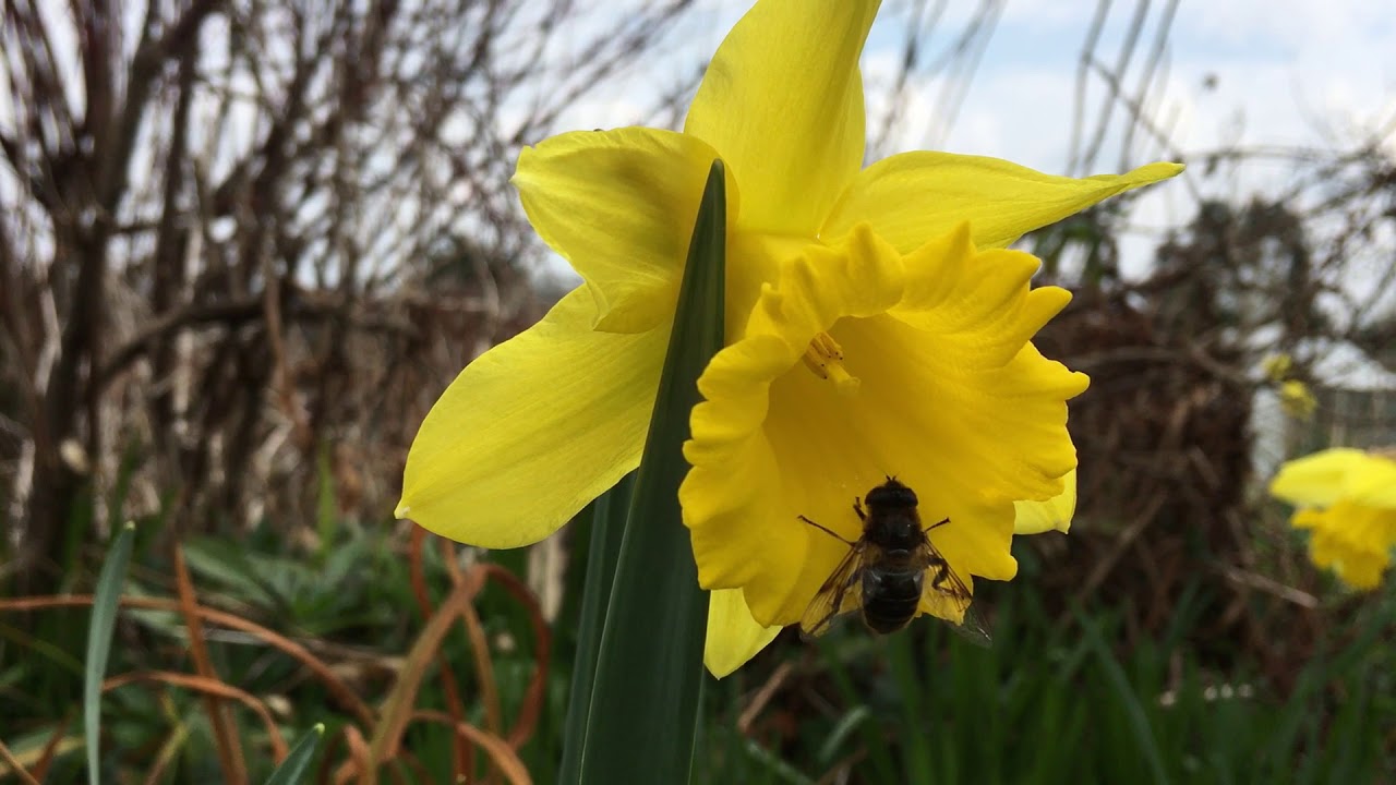 Daffodil (Narcissus) - fly pollinating flower - April 2018 - YouTube