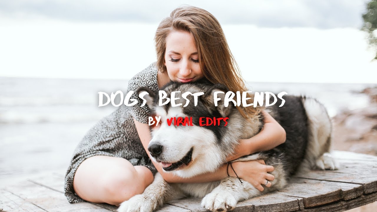 Dogs Best Friends Cinematic Stock Footage & No Copyright Music - YouTube