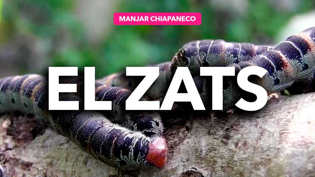 El Zats manjar de la cocina chiapaneca | Cocina Indígena 🐛 - YouTube