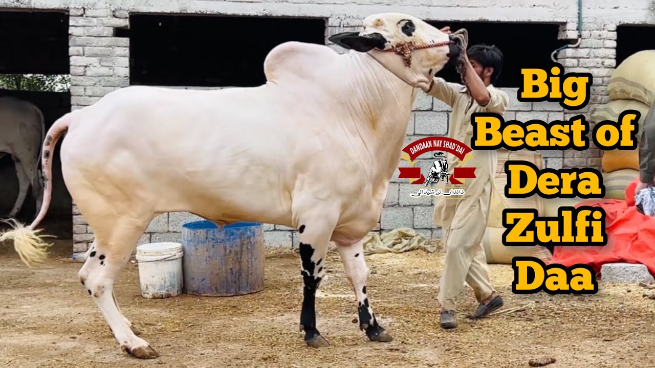 One of the Biggest Bull of Dera Zulfi Daa || 2022 Sale Collection ...