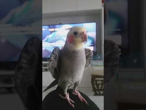 13 farklı kelime söyleyen ve ambulans sesi çıkaran sultan papağanı