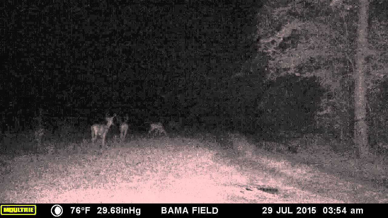 Nighttime 41 at Triple Forks Hunting. - YouTube