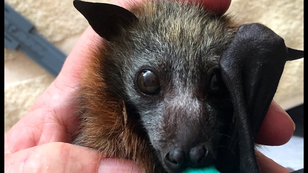 Baby Flying-Fox, just in care: this is Xerxes - YouTube