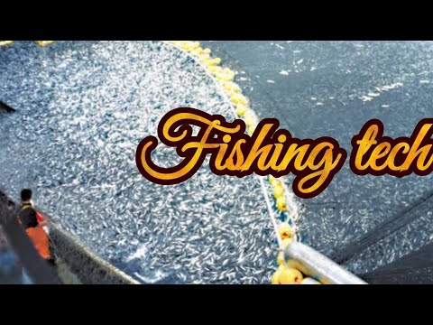 Uncountable Fish. Deep see millions of fish caught in net - YouTube