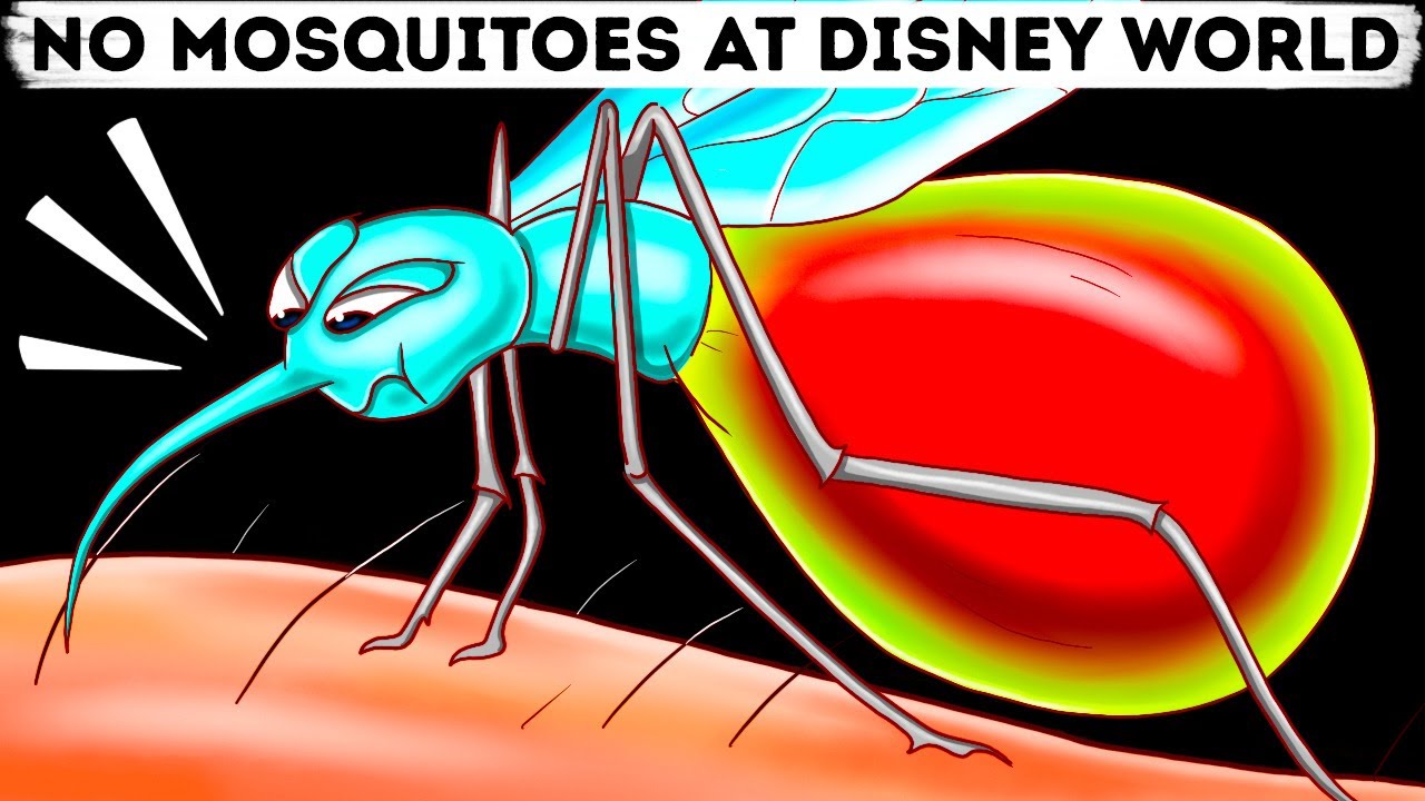 Absolutely Genius Reason Why There Are No Mosquitoes at Disney World ...