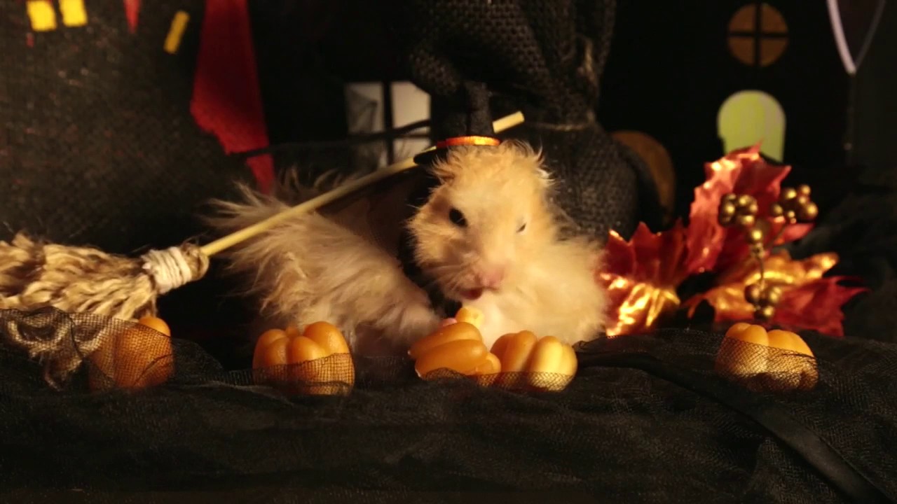 Scary Hamster - YouTube