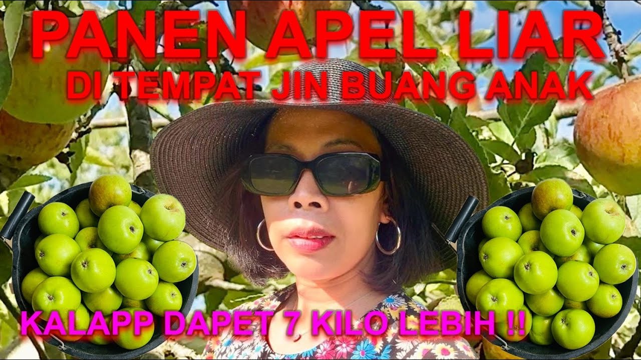 PANEN APEL HIJAU LIAR JUMBO DI INGGRIS - APPLE PICKING ENGLAND 2024 ...