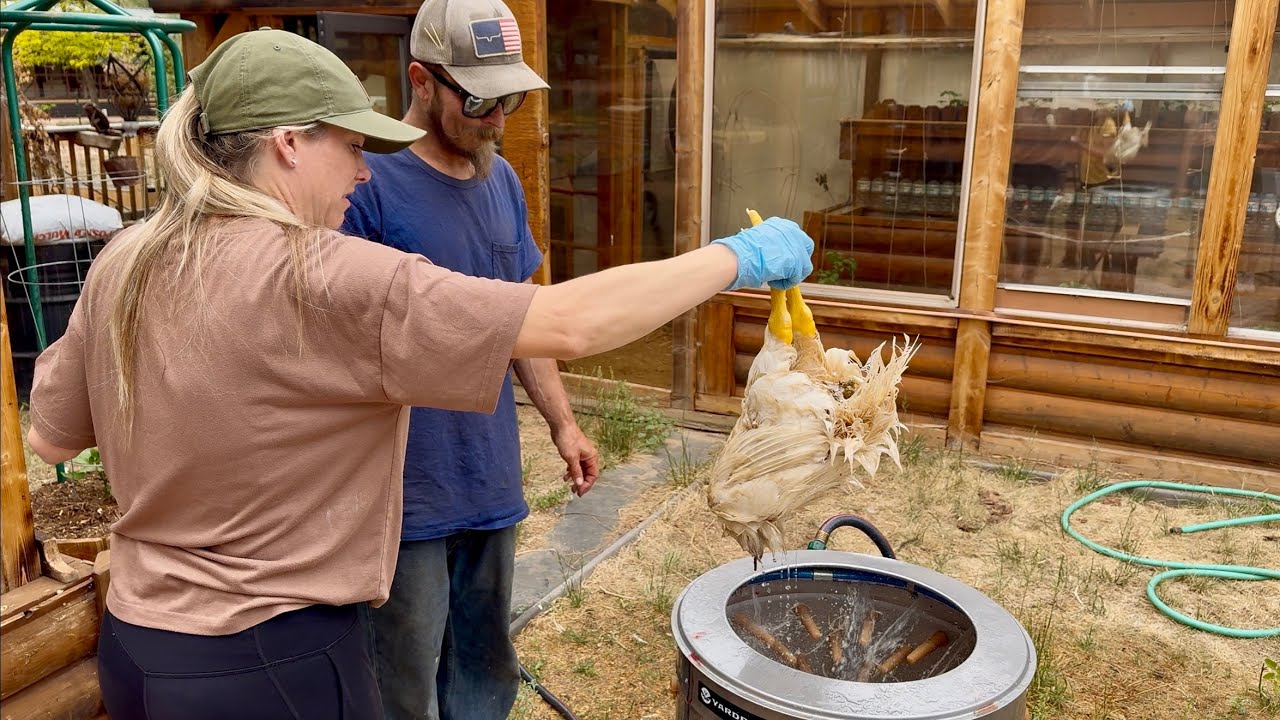 Pluck Around and Find Out: Chicken Processing Day! - YouTube