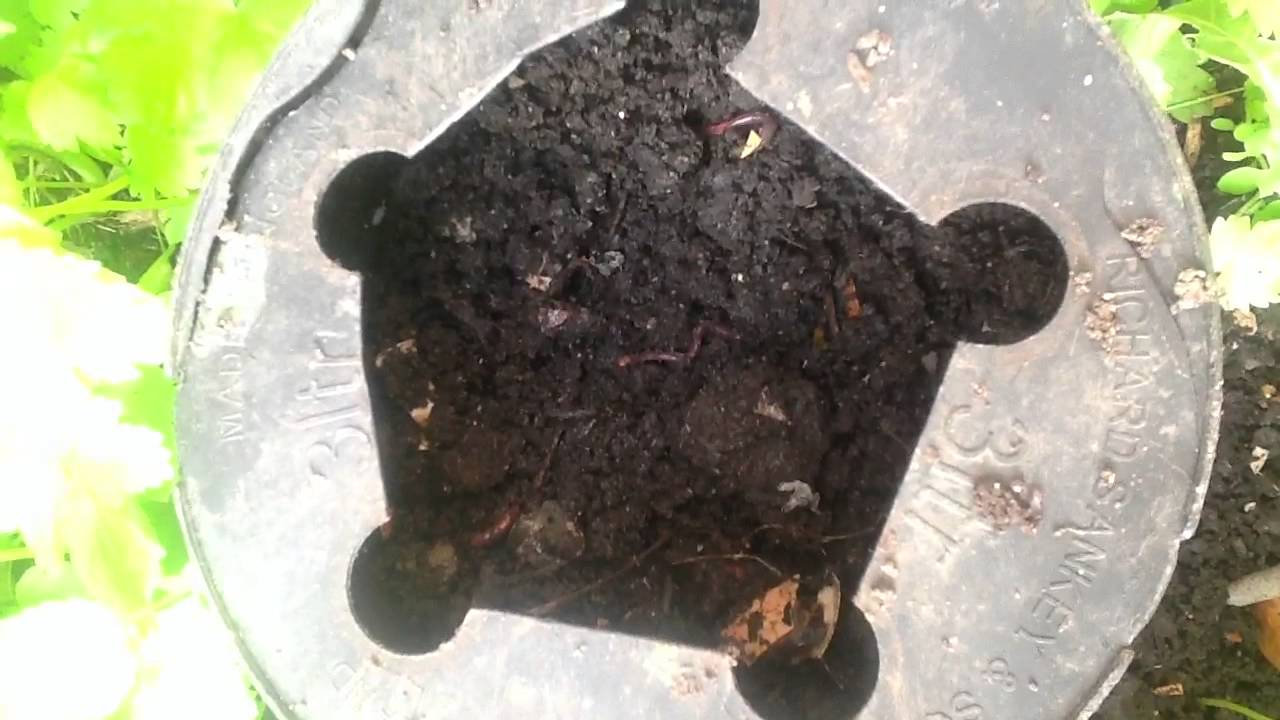 Mini Wormery in action - YouTube