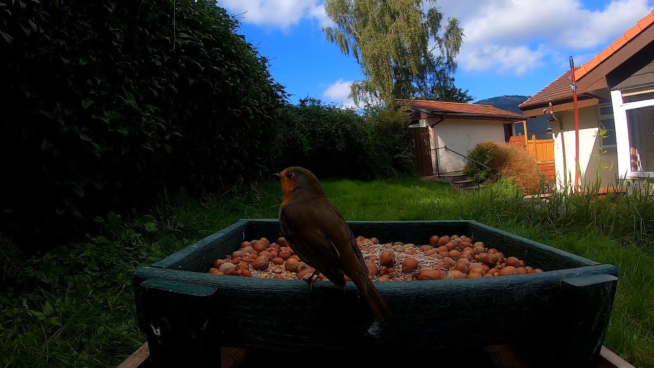 My little robin friend - YouTube
