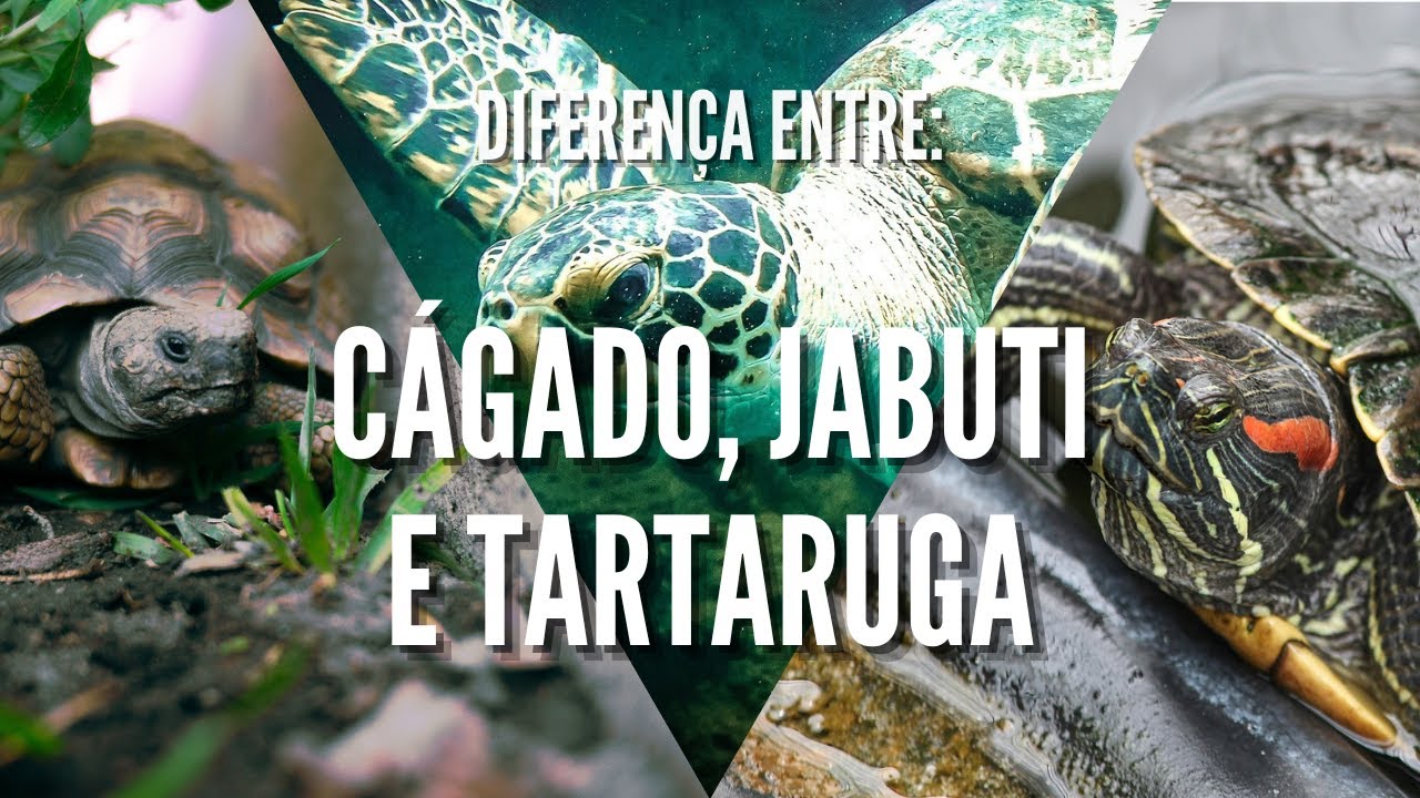 Diferença entre Cágado, Jabuti e Tartaruga - YouTube