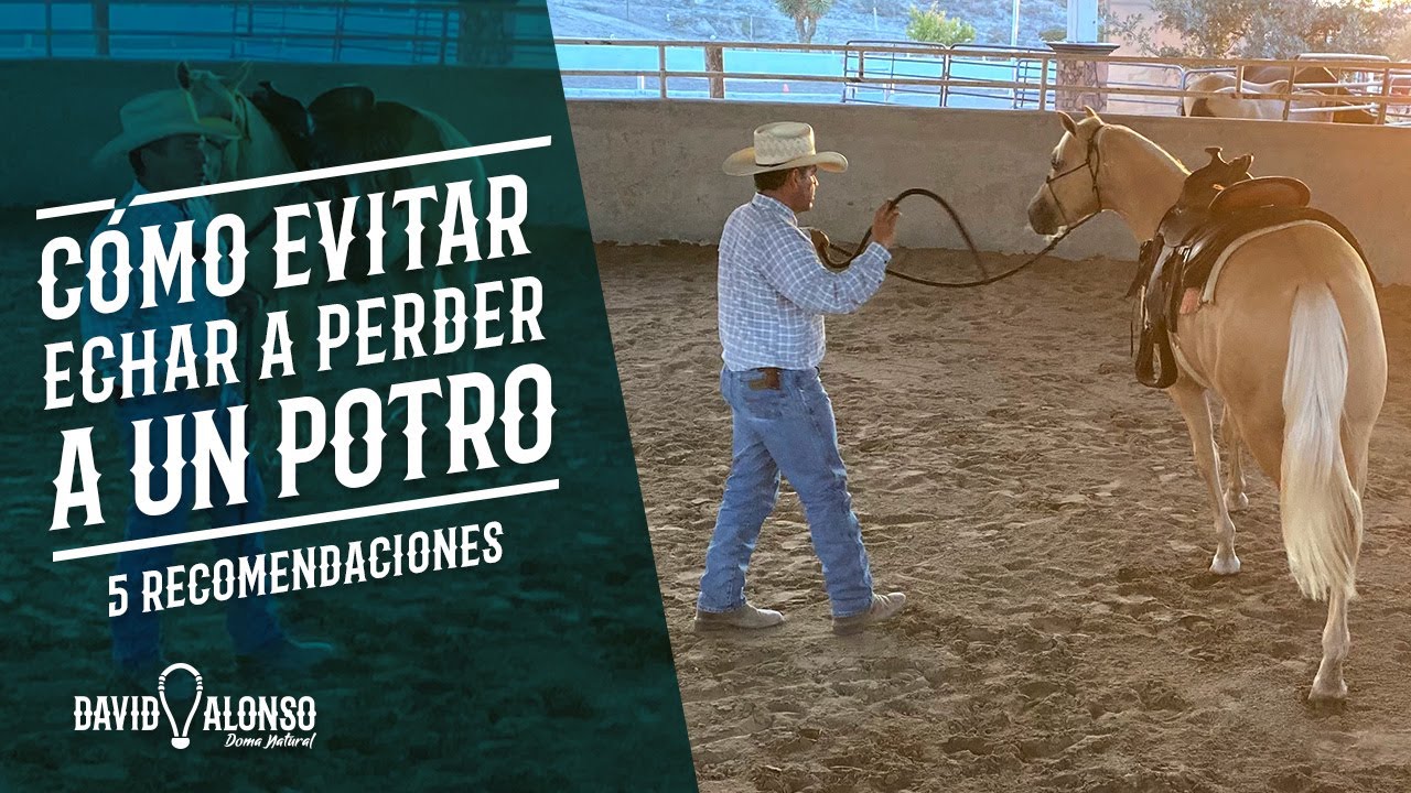 5 Recomendaciones para no echar a perder a un potro - YouTube