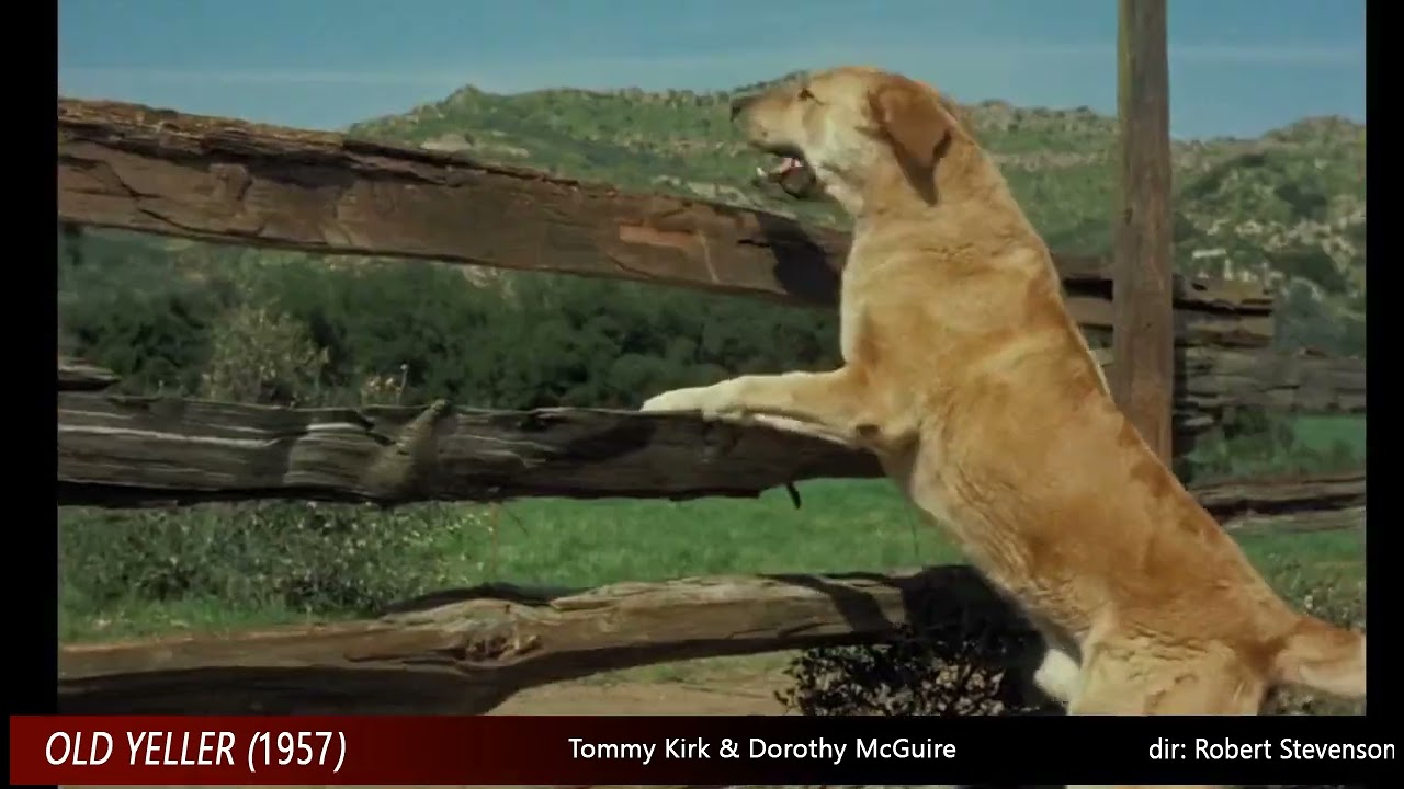 Git, you crazy fool dog! GIT! - YouTube