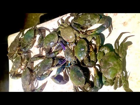 Mud Crabbing For Big Rusty Bucks | 50 Barra Day Part 2 - YouTube