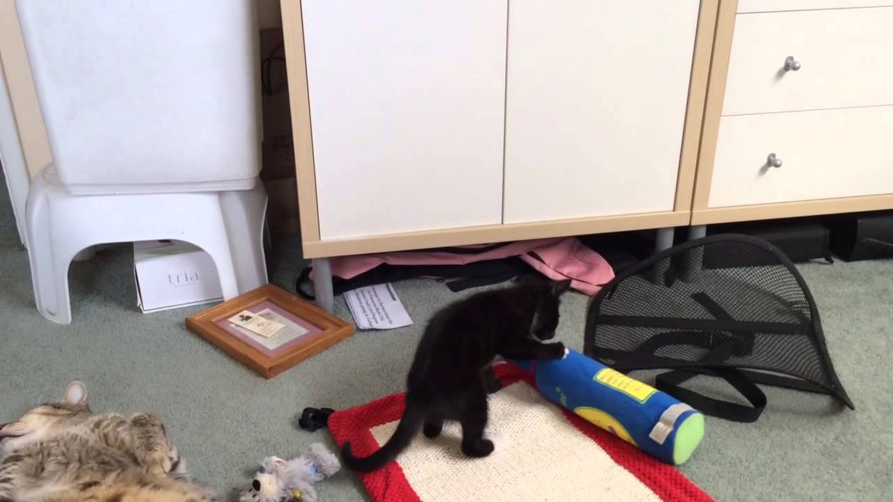 Marley & Riley - YouTube