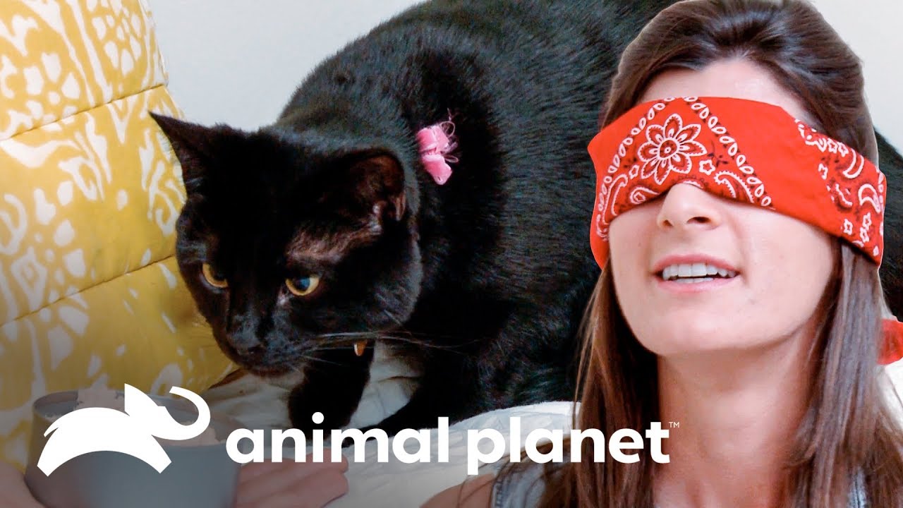 Superó el temor a su mascota con esta terapia de exposición | Mi gato ...