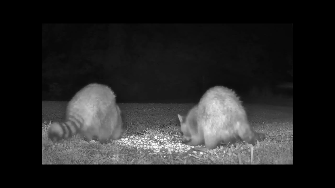 Sunday night fun - YouTube
