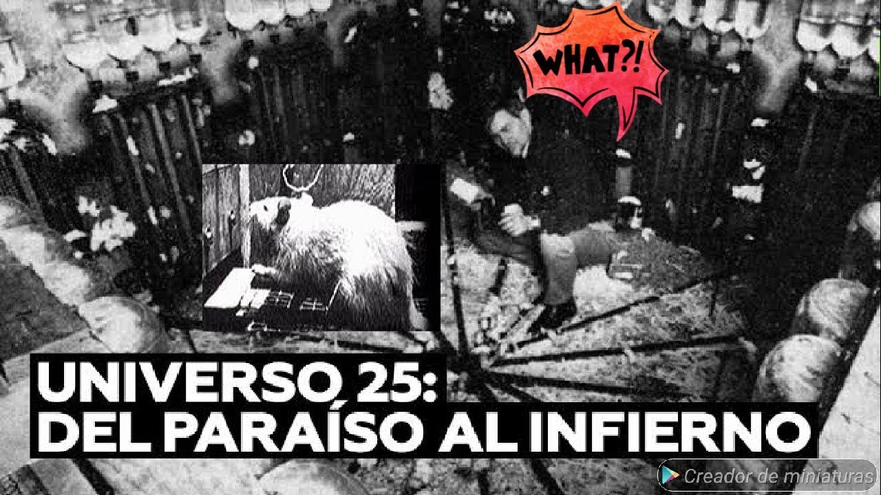 ATERRADOR EXPERIMENTO. El experimento "Universo 25". EL PARAISO DE ...