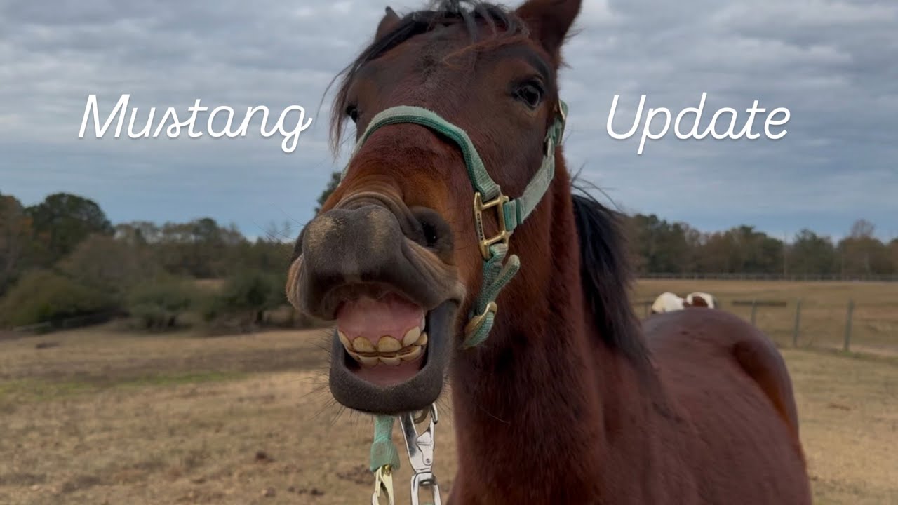 Yearling Mustangs Update, Have They Grown ? - YouTube