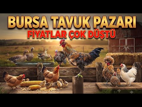 Bursa Tavuk Pazarı Yine Çok Uygun.13.EYLÜL.2026