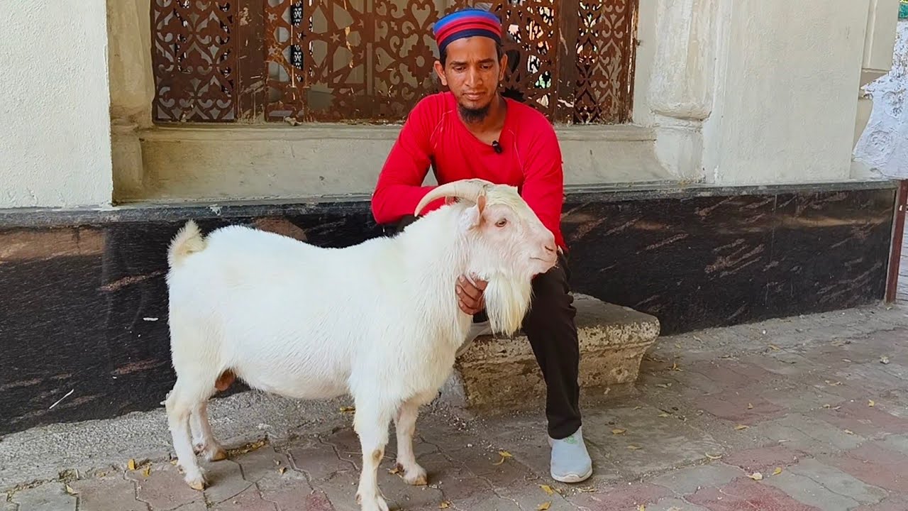 Extreme Quality Heavy Bantam Male at Sultan Exotic Aurangabad ...