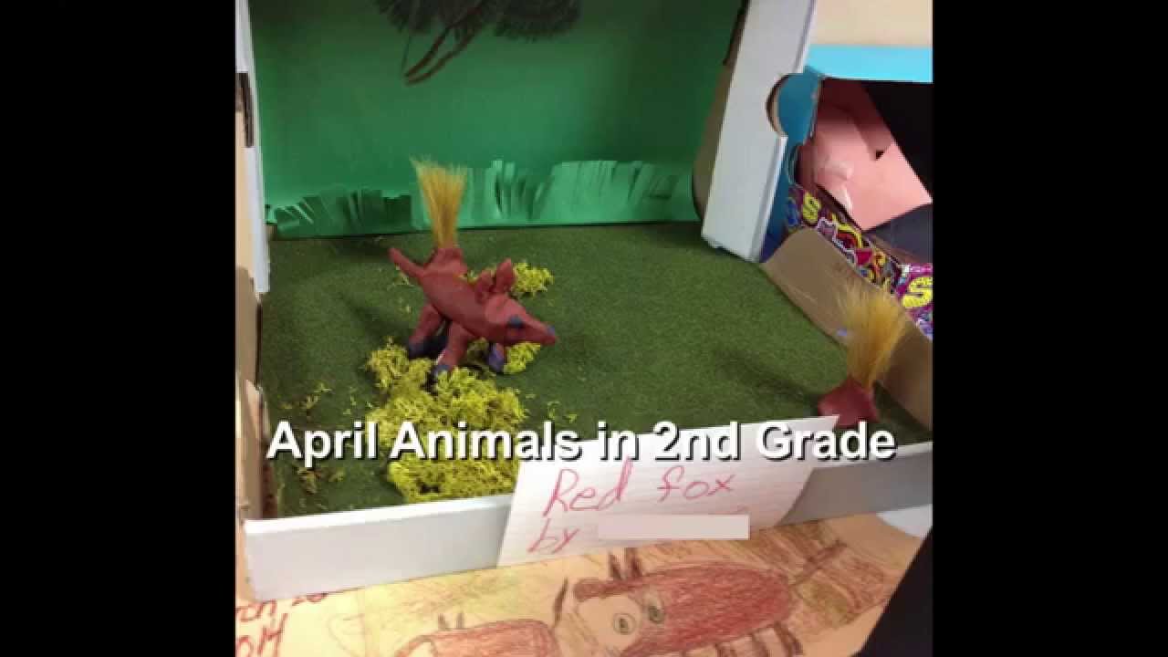 2nd Grade Animal Projects in Mrs. Doherty's Class - YouTube