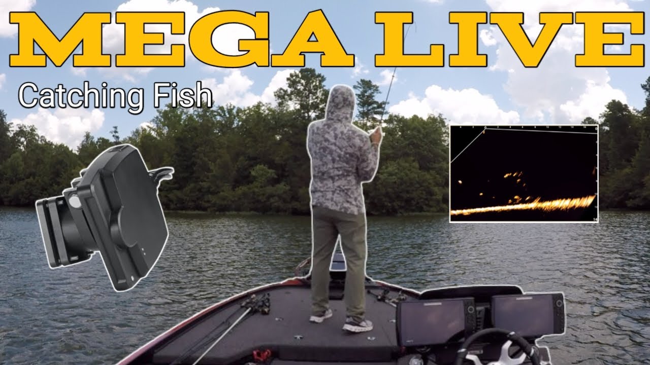 Catching Fish on MEGA LIVE - YouTube
