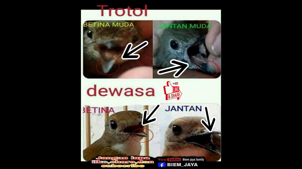 CARA MEMBEDAKAN BURUNG SRDC BALI JANTAN DAN BETINA #srdc #srdcbali # ...