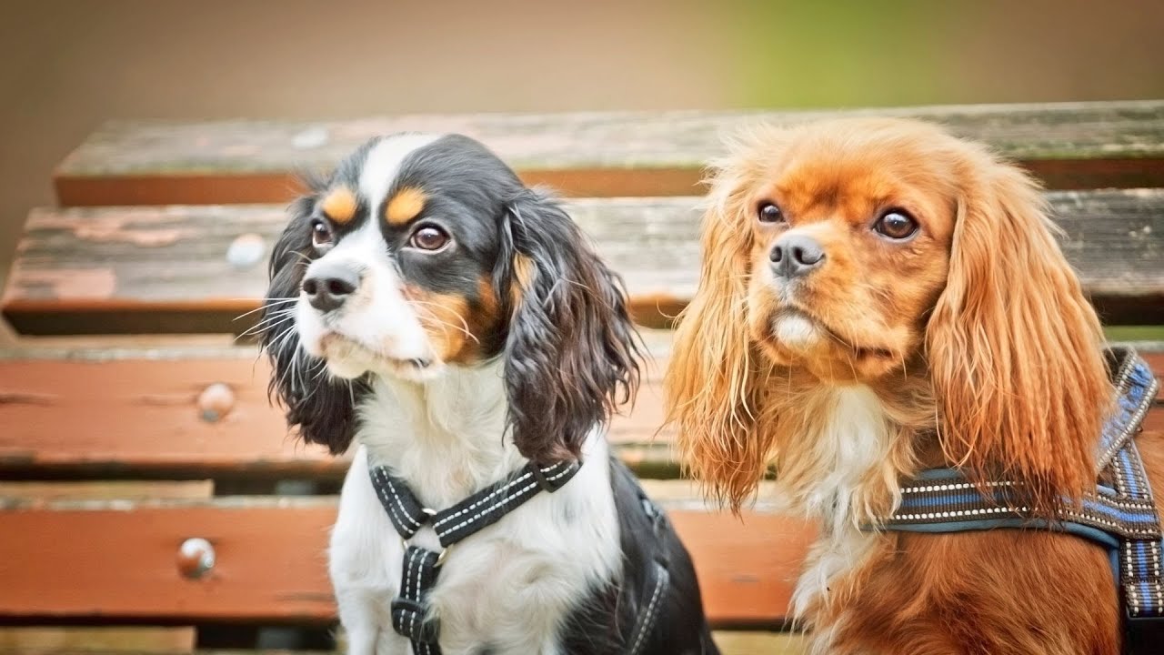 How to groom a Cavalier King Charles Spaniel puppy? - YouTube