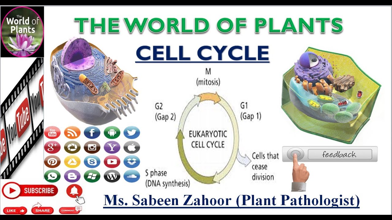 Cell Cycle || Continuity of Life || Ms. Sabeen Zahoor || Plant ...