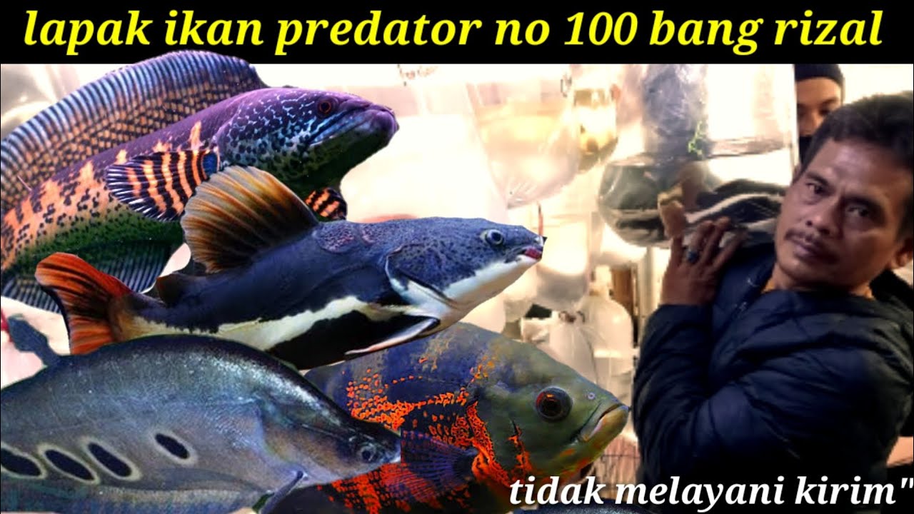 update | lapak ikan predator bang rizal || pasar ikan hias parung bogor ...